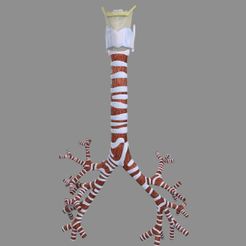 Trachea best STL files for 3D printer・32 free models to download・Cults