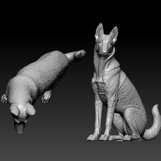 🐱 Malinois Sheepdog - Belgian Shepherd model - 3D print・ 3D File for 3D ...