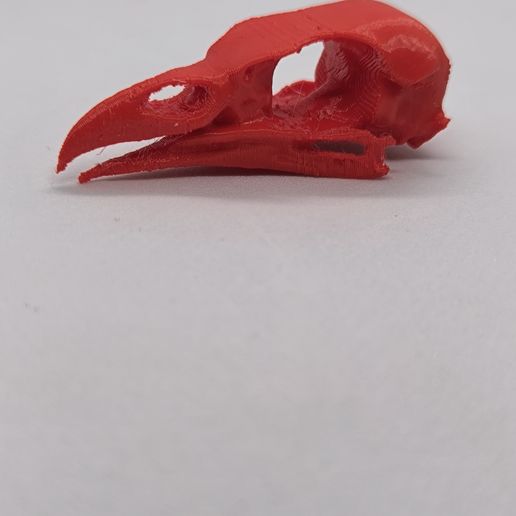 🐦 bird skull・ STL File for 3D printing・Cults