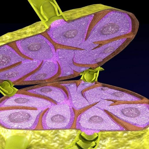 ⚕️ Lymph node Lymphatic system 3D model・ 3D File for 3D printing・Cults