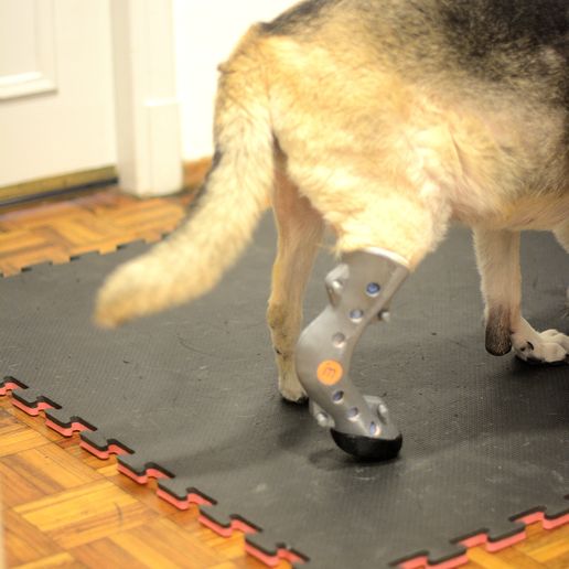 🐕 SPLINT 360 _ DOG _ REAR LEG (INJURY OR FRACTURE)・ STL File for 3D ...