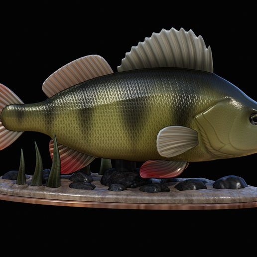 STL file fish perch / Perca fluviatilis statue underwater detailed ...