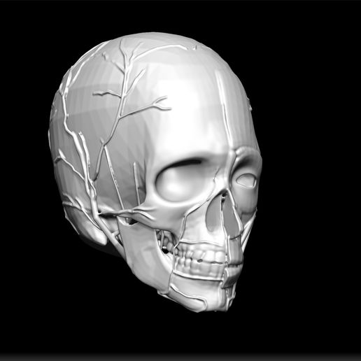 STL file human face anatomy medical ⚕️ ・Model to download and 3D print ...