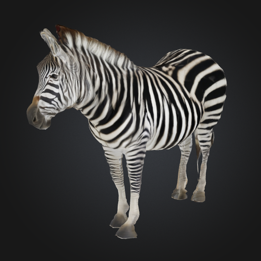 🦓 Stripe Zebra・ STL File for 3D printing・Cults