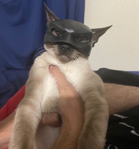 🐱 BATCAT | BATMAN CAT MASK・Impresión 3D・Cults