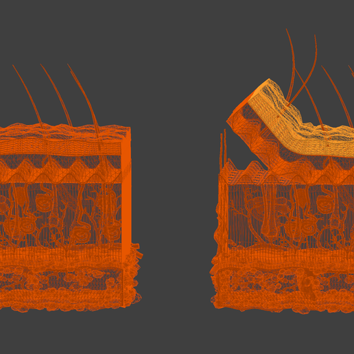 🩻 3D Model of Skin Anatomy・ STL File for 3D printing・Cults