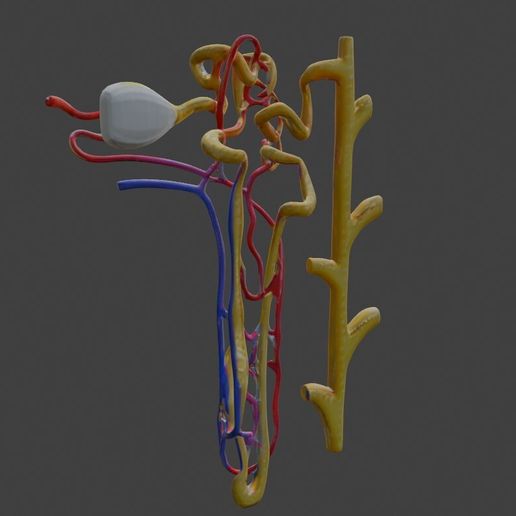 🩻 3D Model of Kidney Nephron・ STL File for 3D printing・Cults