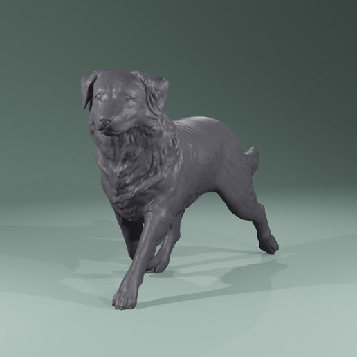 🐕 Realistic Australian Shepherd dog running 3D print model・ STL File ...