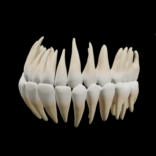 💀 Human Anatomy 3D Model Bundle – Skull, Skeleton, Stomach, Teeth | 3D ...