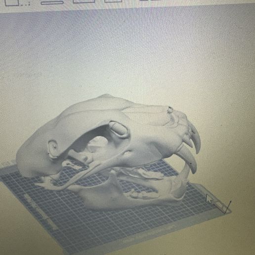 🦷 huge 2foot Saber tooth tiger skull・ STL File for 3D printing・Cults