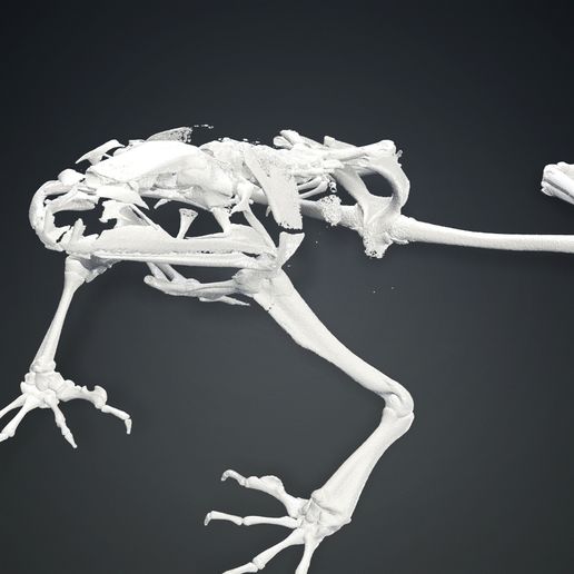 STL file FROG AMPHIBIAN FROG MARSH FROG K SKELETON K BONES ANATOMY GUTS ...