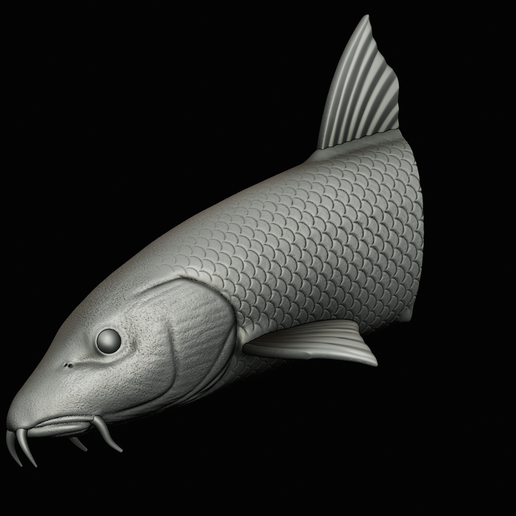 🐠 fish Common barbel / Barbus barbus head trophy woodbase statue ...