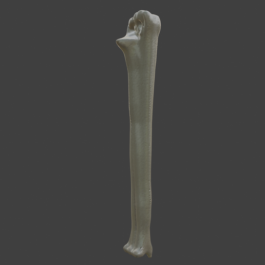 🦴 3D Model of Ulna Bone・ STL File for 3D printing・Cults