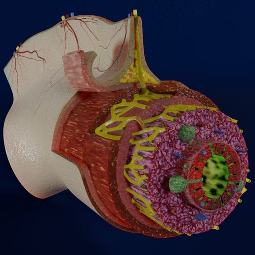 ⚕️ Intestinal wall layers anatomy labelled・ STL File for 3D printing・Cults