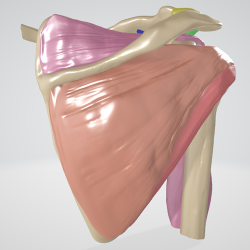 🦴 13 PARTS SHOULDER JOINT WITH DETAILED MUSCLES AND LIGAMENTS・ STL File ...