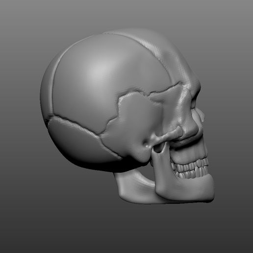 STL file Human Skull 💀 ・3D print model to download・Cults