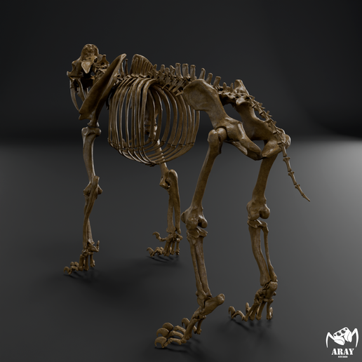 💀 Smilodon populator - sabertooth skeleton 3D print model・ 3D File for ...