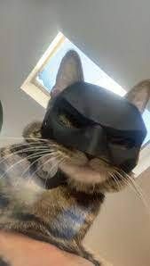 🐱 Official BATCAT | BATMAN CAT MASK bat cat・ STL File for 3D printing・Cults