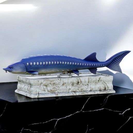 🐠 fish sturgeon / huso huso / vyza / Acipenseridae with storage space ...
