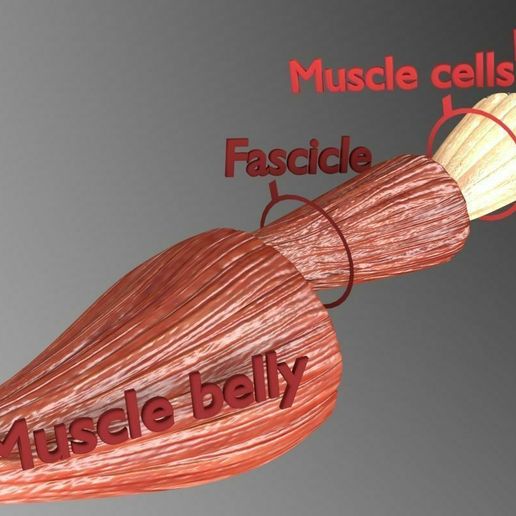 Muscle cross section 3D model・ 3D File for 3D printing・Cults