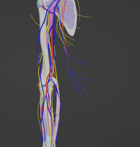 Archivo STL COMPLETE UPPER LIMB ANATOMY WITH MUSCLES, BONES, NERVES ...