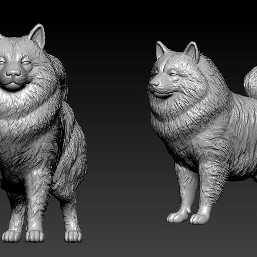 🐕 Keeshond Dog model - Dutch Barge Dog statue - 3D print・ 3D File for ...