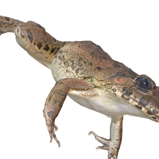 🐸 FROG AMPHIBIAN FROG Marsh Frog Kawamurai FOSSIL ANATOMY GUTS ...