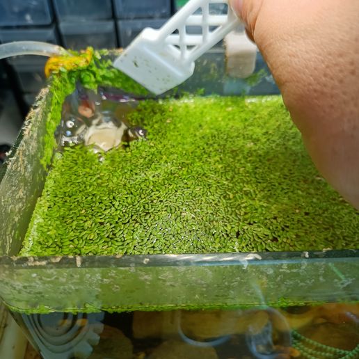 📱 Mini Aquarium Wall Scrapper・Free STL File for ・Cults