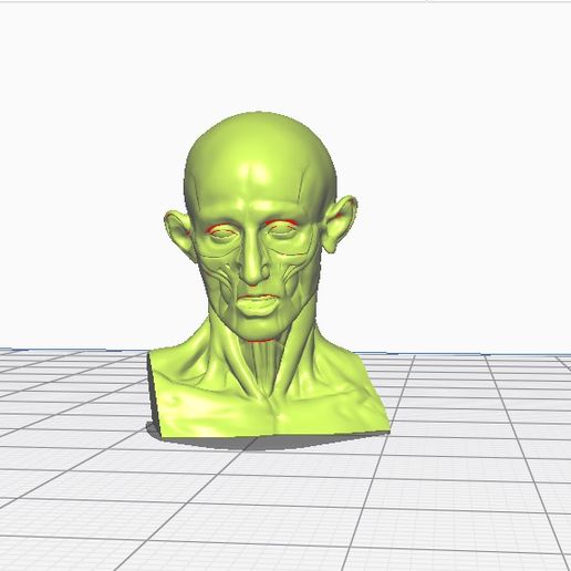 🧑‍🏫 Houdon Ecorche Head (Écorché)・ STL File for ・Cults