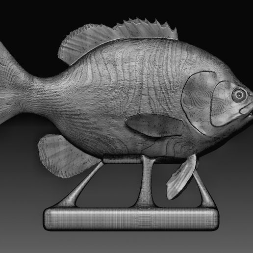 🐠 Bluegill fish・Free STL File for ・Cults
