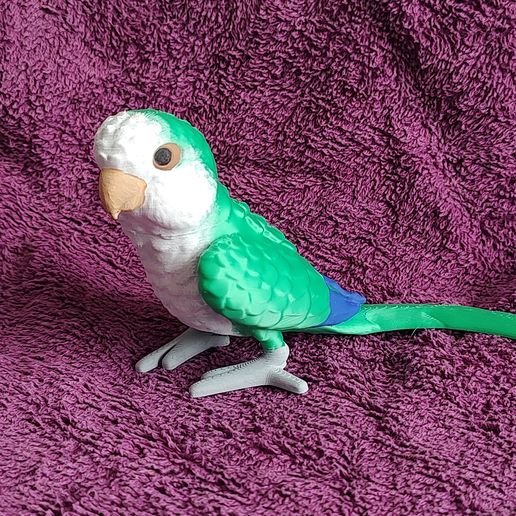 🦜 Quaker Parrot・ STL File for 3D printing・Cults