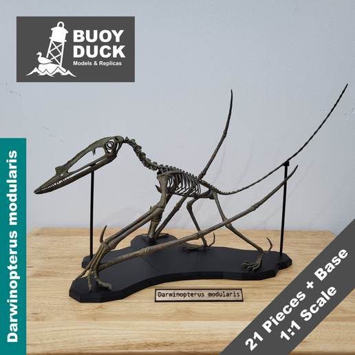 💀 Darwinopterus modularis Skeleton・ 3D File for 3D printing・Cults