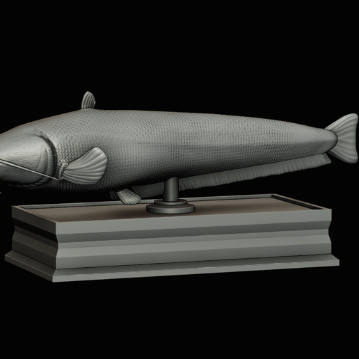 🐠 fish catfish / Silurus glanis with storage space / for 3d printing ...