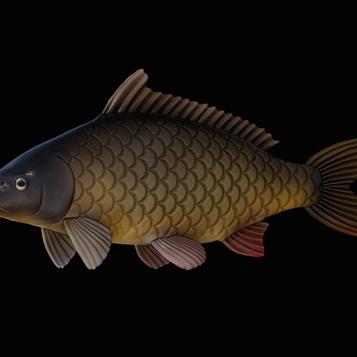 STL file fish carp / Cyprinus carpio with storage space / for 3d ...
