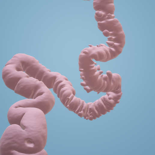 🤏 Small intestine and colon・ STL File for 3D printing・Cults