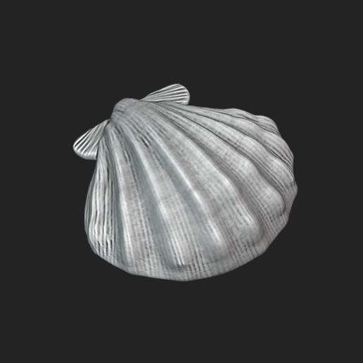 🐾 Giant Lion’s Paw Shell - 3D Printable Seashell Model・ 3D File for 3D ...