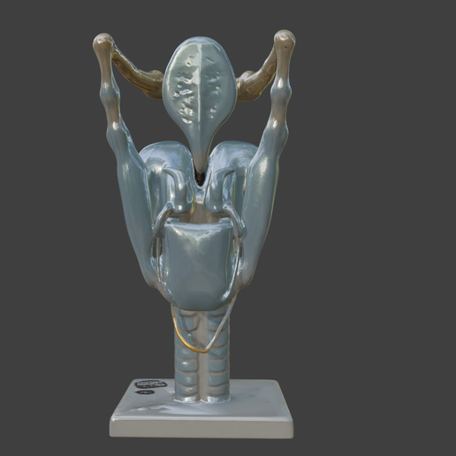 🩻 3D Model of Human Larynx Anatomy with Stand・ STL File for 3D printing ...