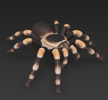 🕷️ TARANTULA SPIDER FREEEEEEEEEEEEEEEEEEEEEEEEE・Free STL File for 3D ...