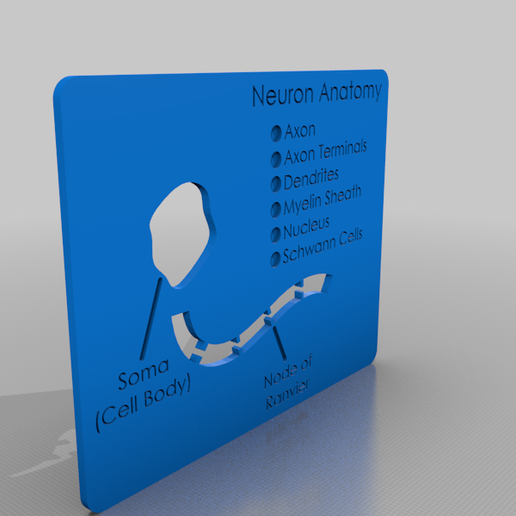🧪 Neuron Anatomy Model・Free STL File for ・Cults
