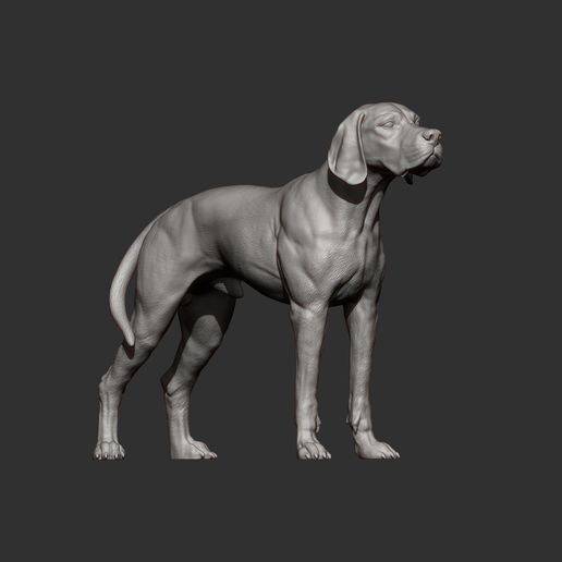 STL file English Pointer 3D print model 👤 (OBJ)・3D printing template to ...