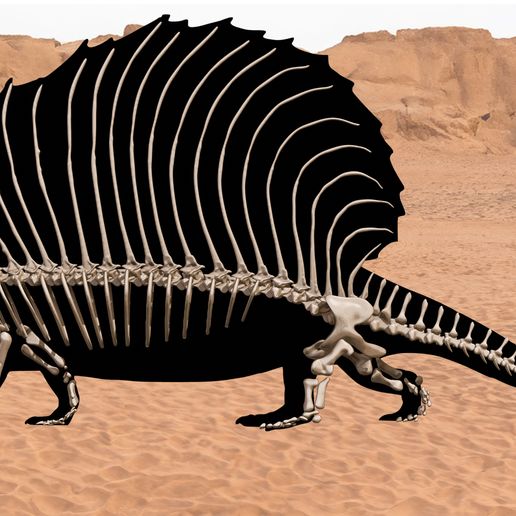 💀 Dimetrodon/Edaphosaurus: Complete skeleton・ STL File for 3D printing ...