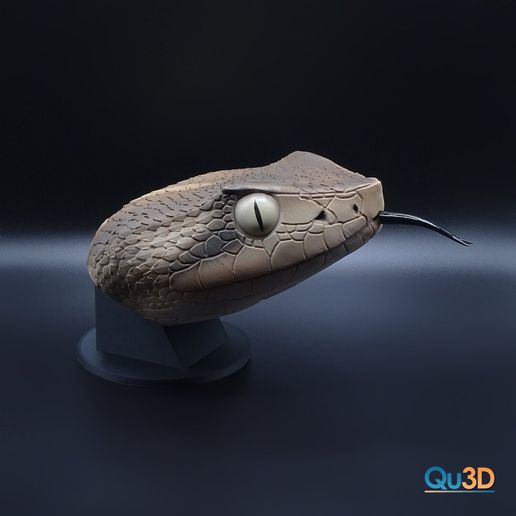 🐍 Bothrops asper (Terciopelo lance adder) - Retrato・Archivo 3D para ...
