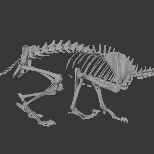 ⛰️ Mountain Lion Skeleton 3D Model – Big Cat Fossil STL for 3D Printing ...