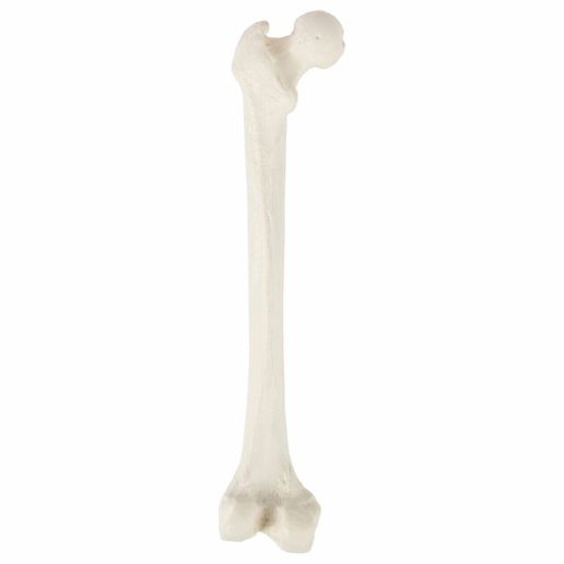 🦴 3D Femur Bone Model・ STL File for 3D printing・Cults