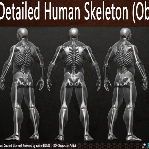 💀 Highly Detailed Human Skeleton (Male)・ 3D File for 3D printing・Cults