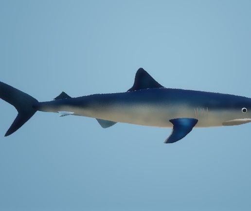 STL file blue shark remake 2.0 🦈 ・3D printable model to download・Cults