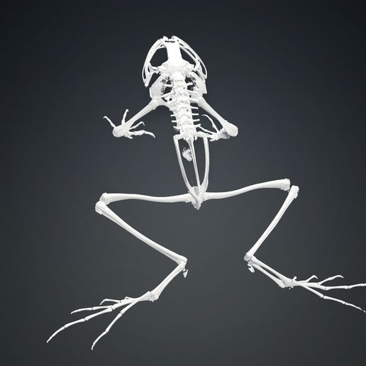 🐸 FROG AMPHIBIAN FROG MARSH FROG FROG K SKELETON K BONES ANATOMY GUTS ...