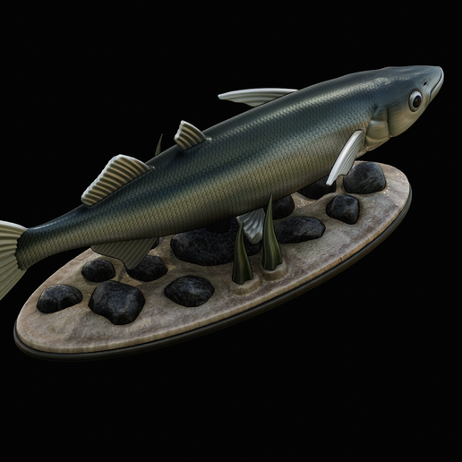🐠 fish pejerrey / Odontesthes bonariensis natural base detailed texture ...