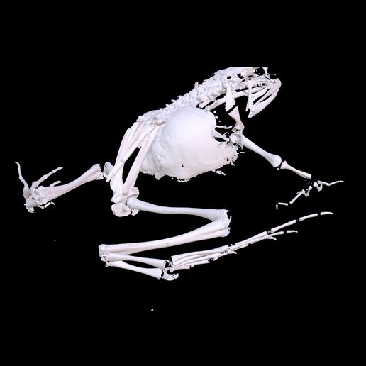 STL file FROG Black Spotted Pond Frog FROG TOAD AMPHIBIAN TADPOLE ANIMAL ANATOMY 3D MODEL WATER ...