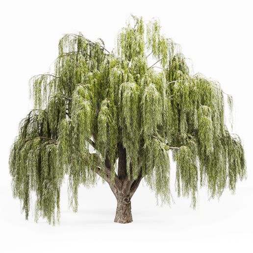 👴 6 REALISTIC OLD WILLOW TREES・ STL File for ・Cults